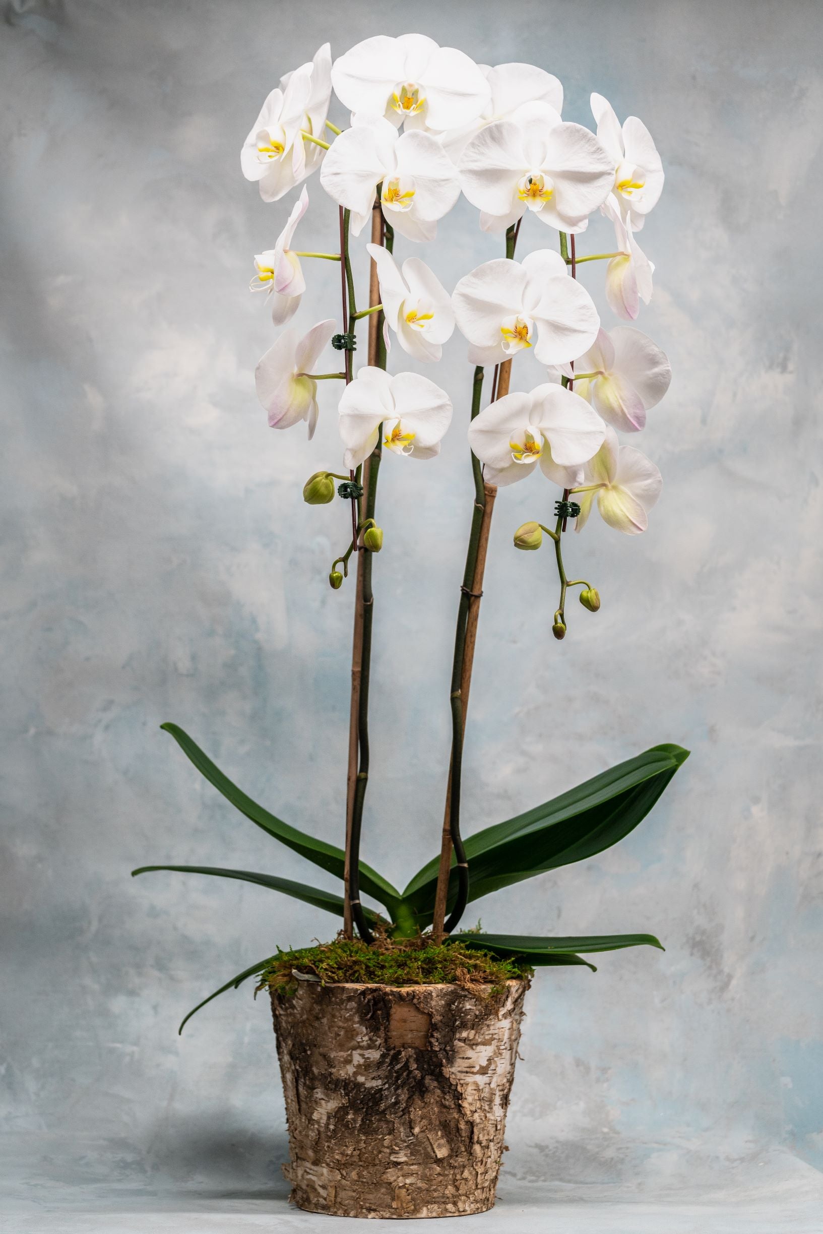 Office Floral Arrangement for Houston Businesses, Organizations, and O ...